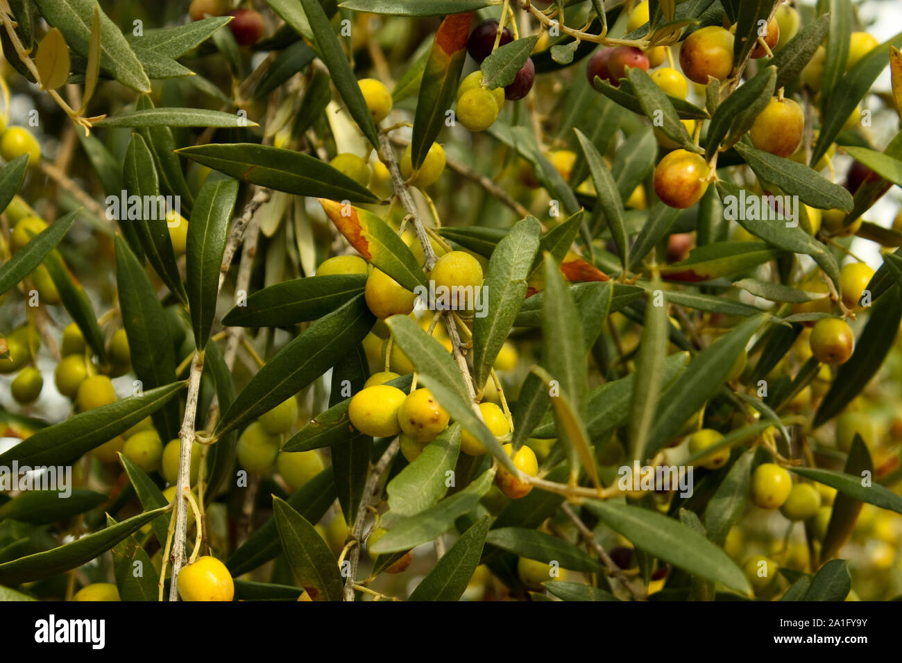 Planting olive trees hi-res stock photography and images - Alamy