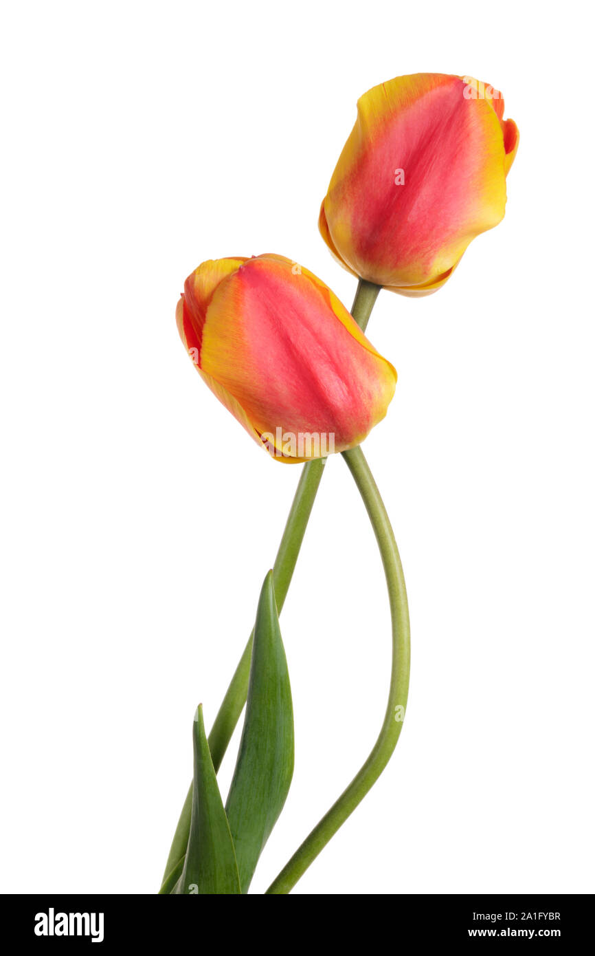 Studio shot tulips isolated Cut Out Stock Images & Pictures - Alamy