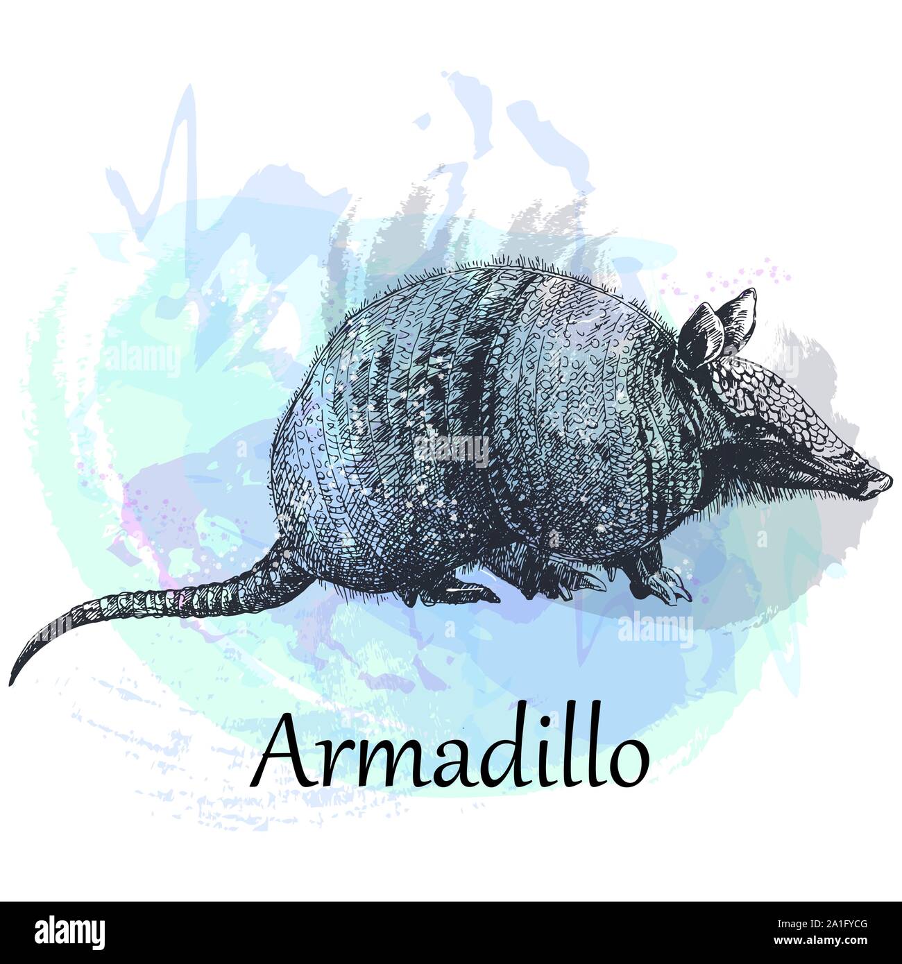 Hand drawn sketch style armadillo isolated on white background. Vector ...