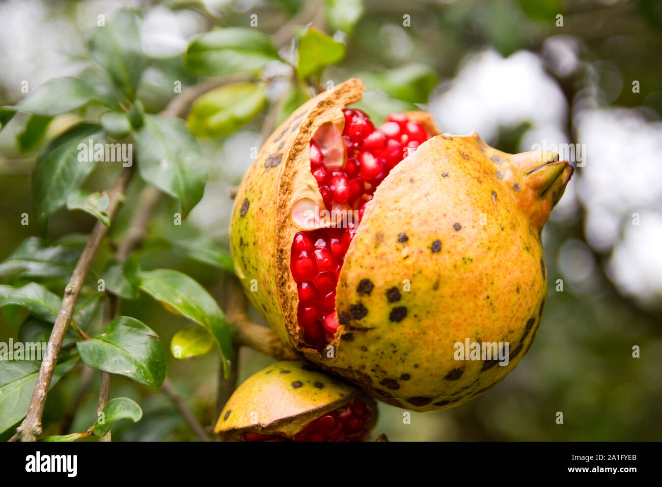 Mature open bloom hi-res stock photography and images - Alamy
