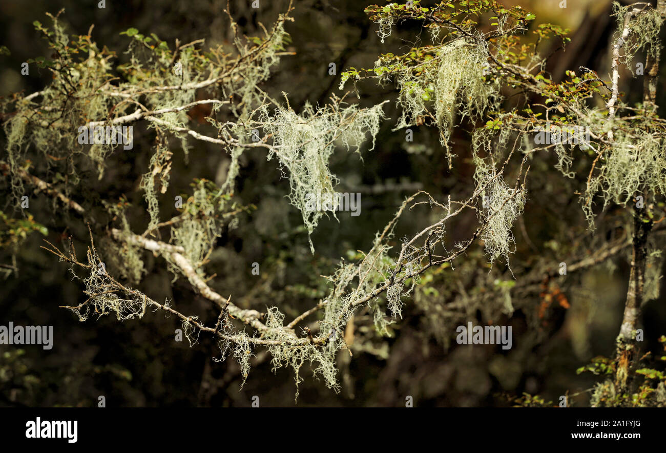 Lichen plant on a tree Stock Photo - Alamy