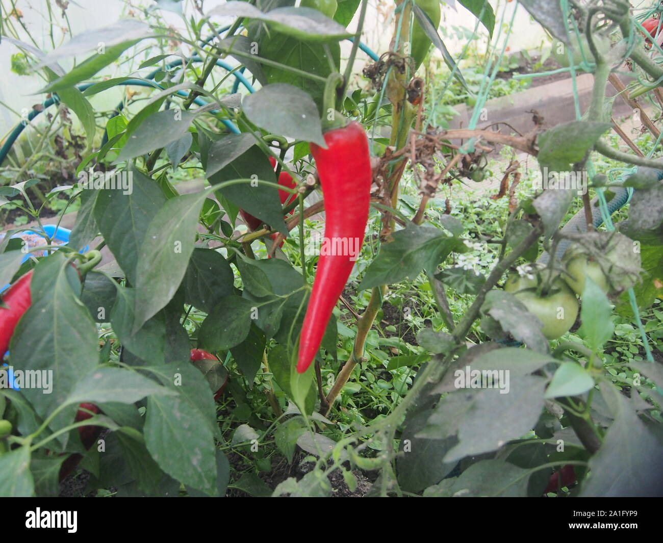 Red hot pepper pods grow in the greenhouse. Agriculture. Close up Stock ...