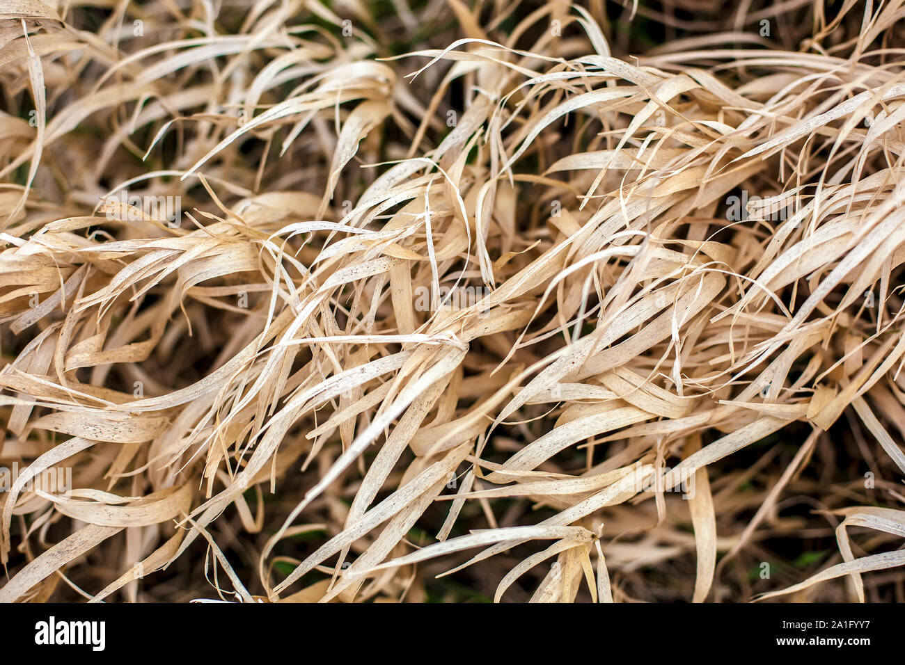 Quitch hi-res stock photography and images - Alamy