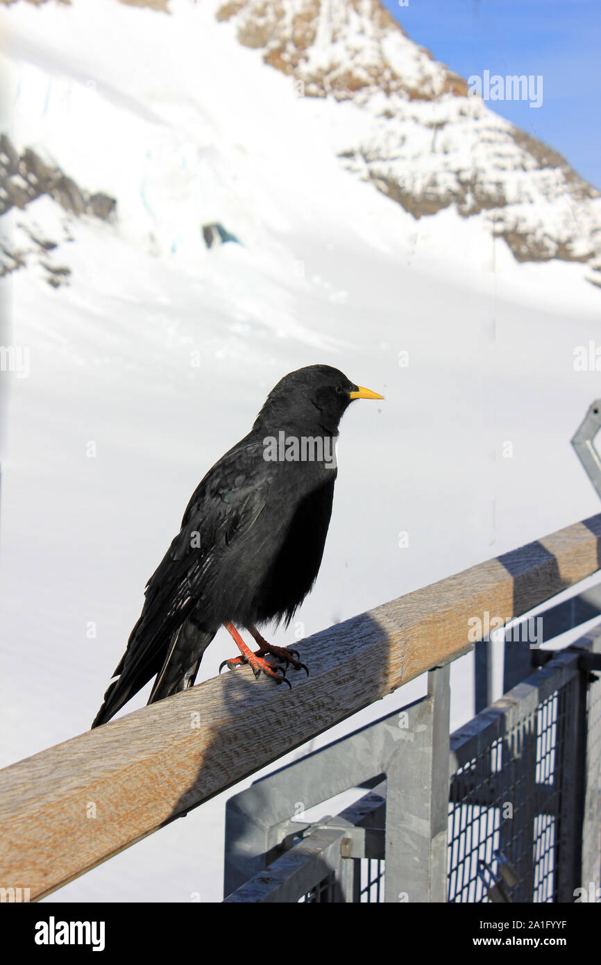 alpine chough sitting on a wooden stick in the sun Stock Photo - Alamy