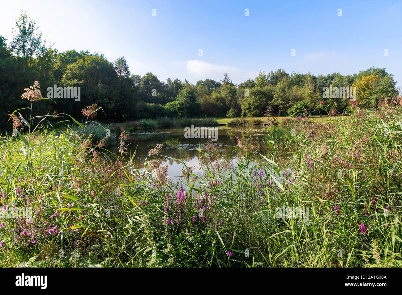 Grasses at side of Stanners Pool along the Sankey Valley Trail at ...
