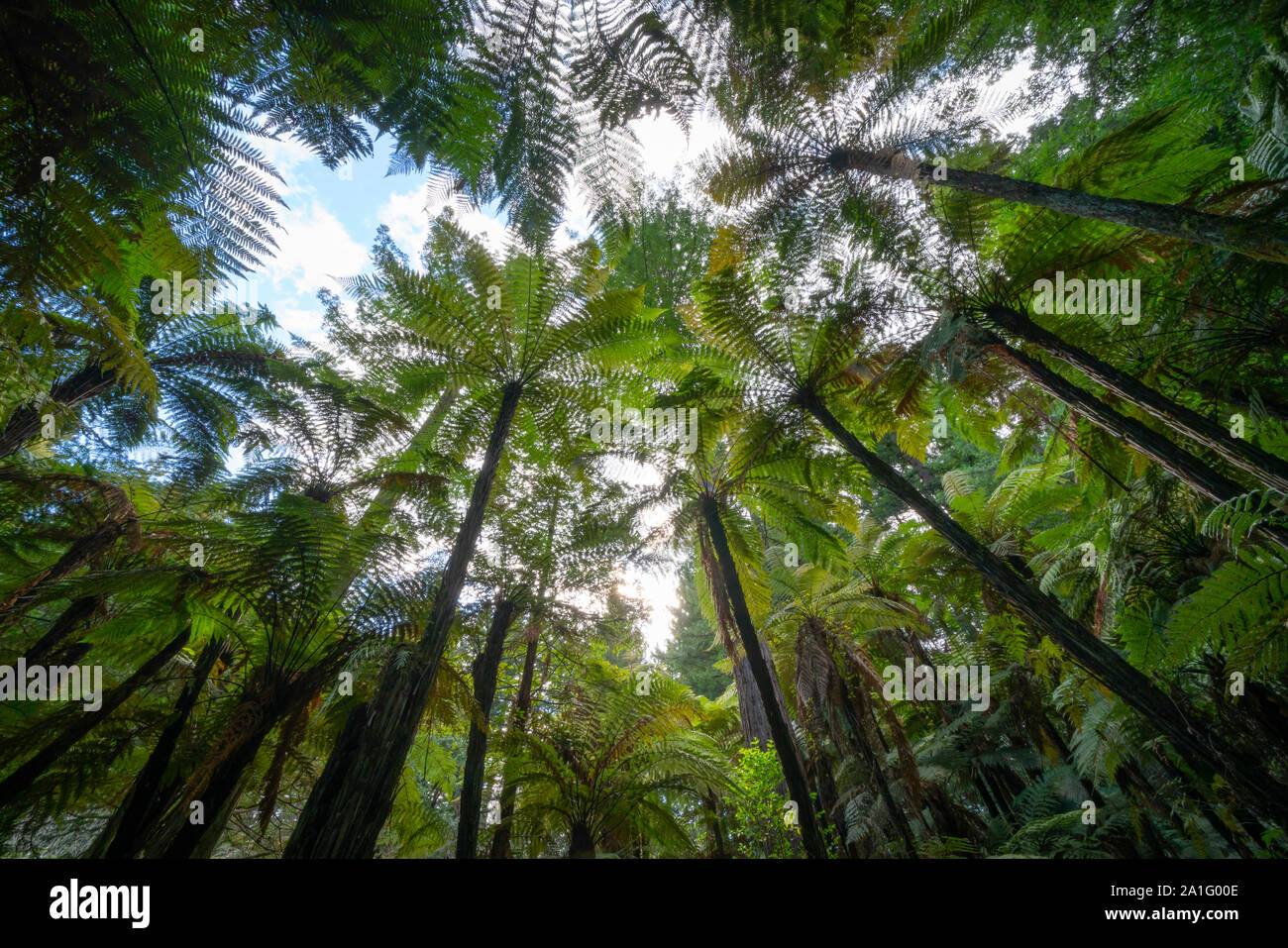 Converging ponga fern trees from low point of view in Whakarewarewa ...