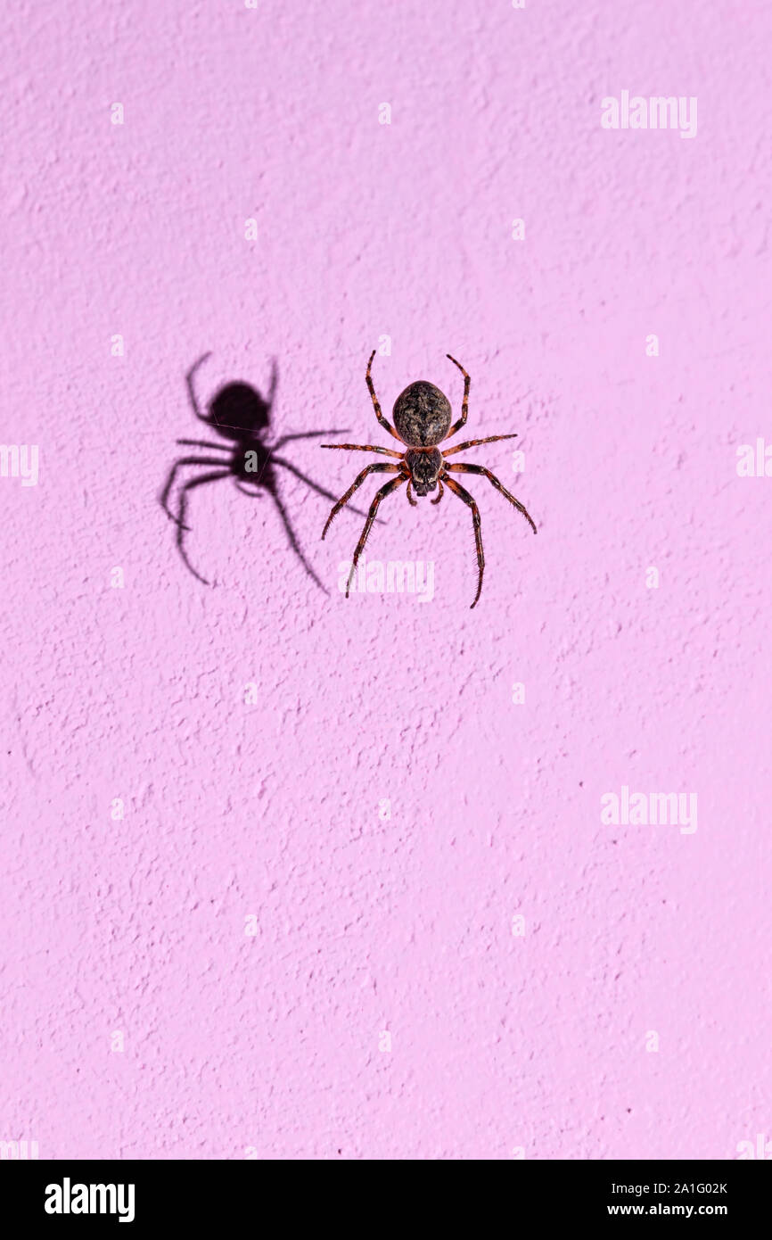 A spider weaving at night a web on the background of a pink wall, lit ...