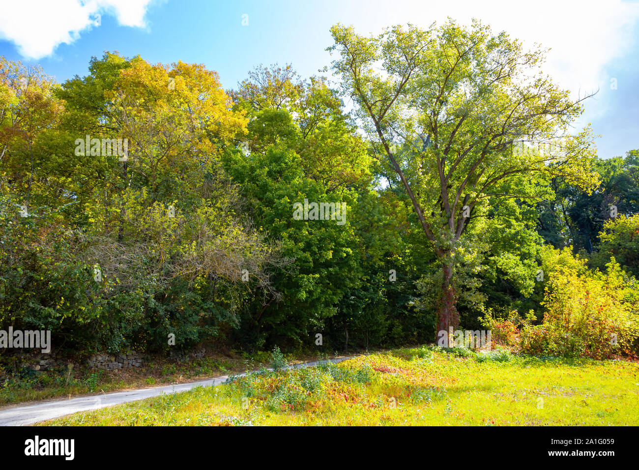 Autumn nature landscape with trees and dirt road Stock Photo - Alamy