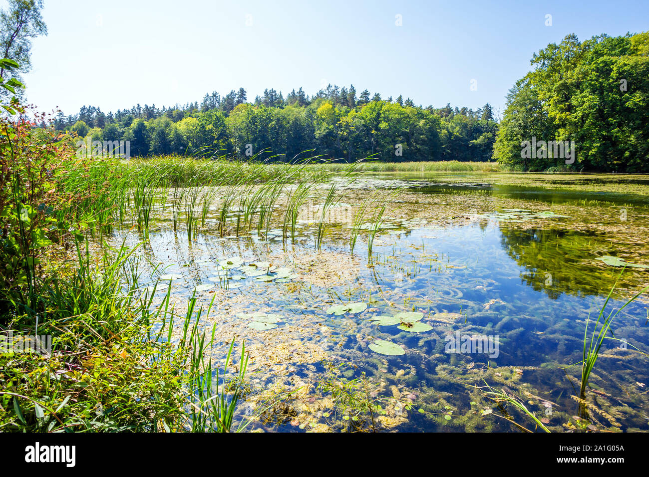 Beauty nature landscape with forest lake Stock Photo - Alamy