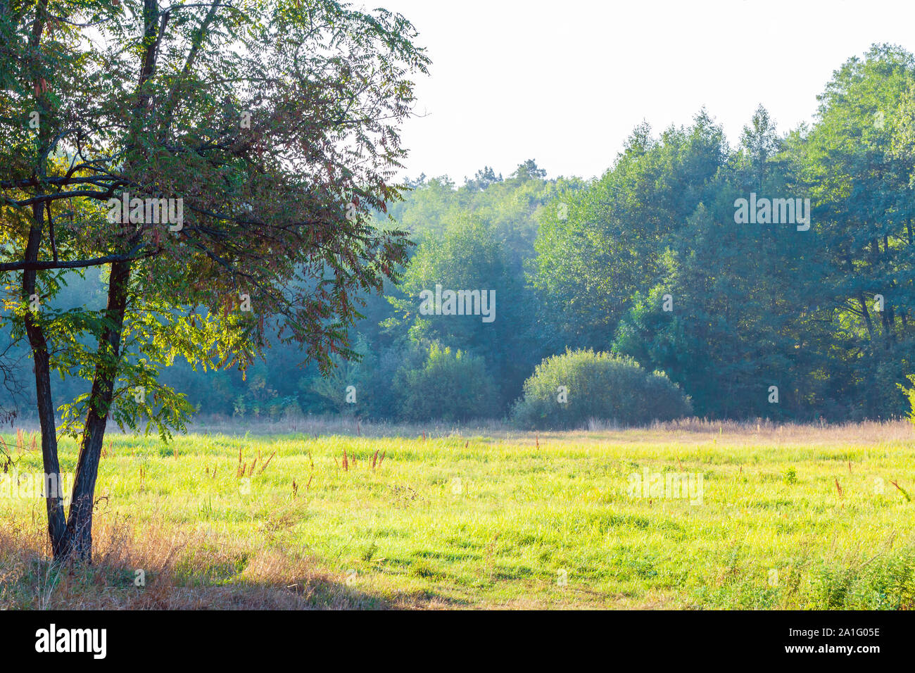 Morning landscape with forest glade Stock Photo - Alamy