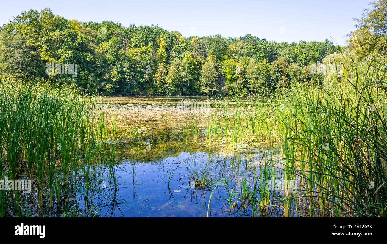 Nature landscape with forest lake Stock Photo - Alamy
