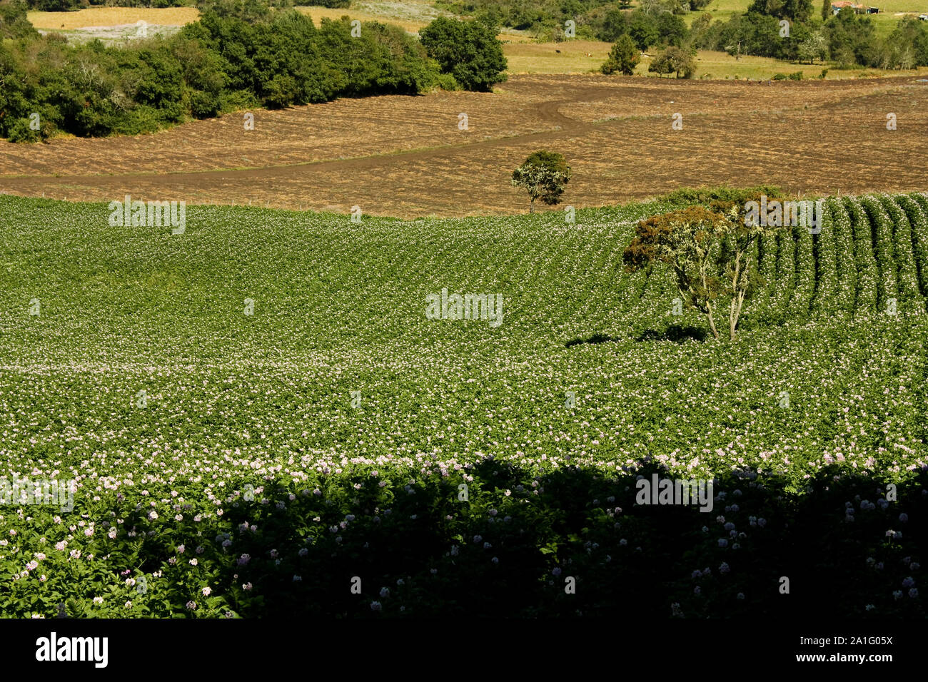 Fields planted with potatoes in bloom. Coordillera of the Andes ...