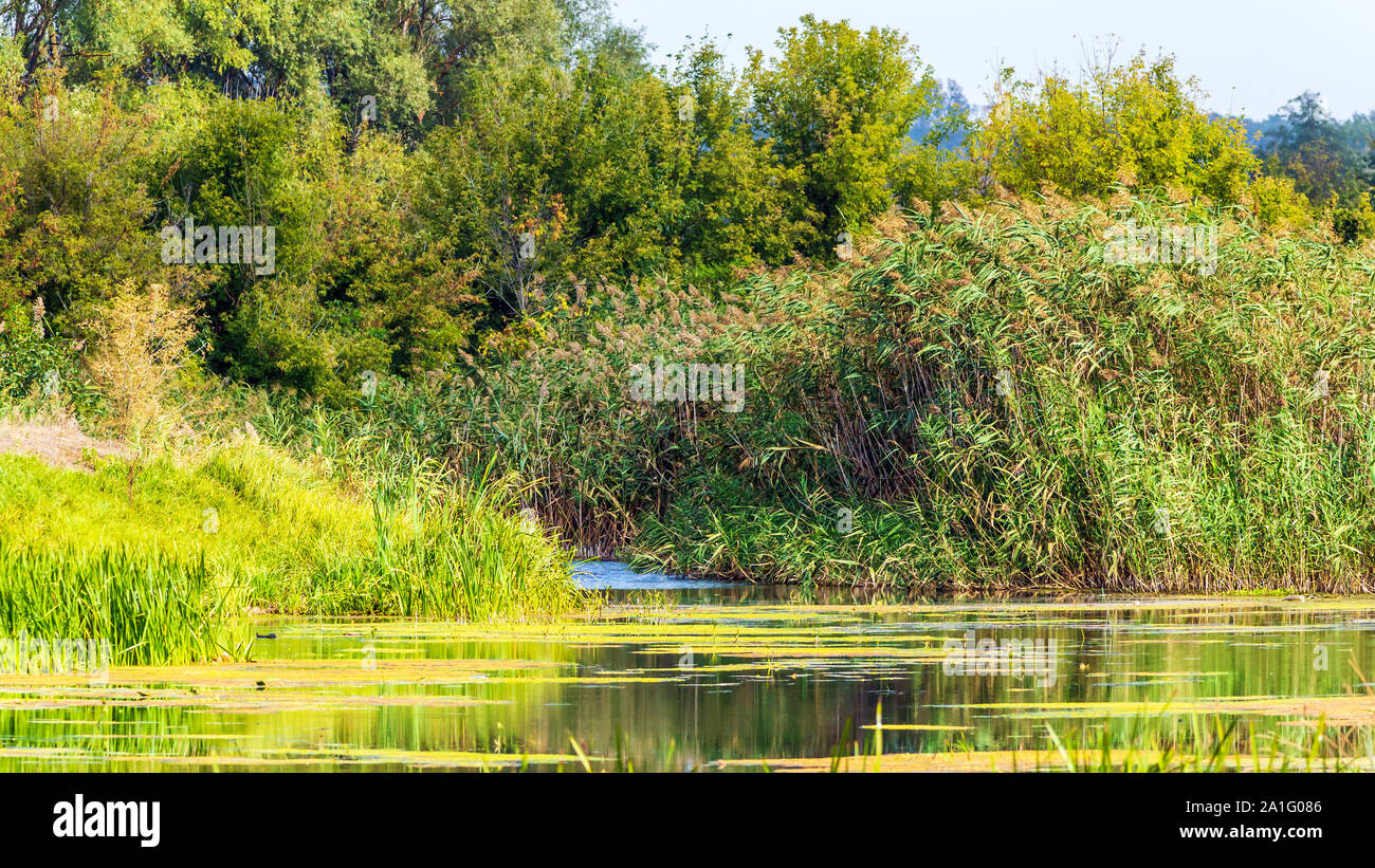 Nature landscape with the water and plants Stock Photo - Alamy