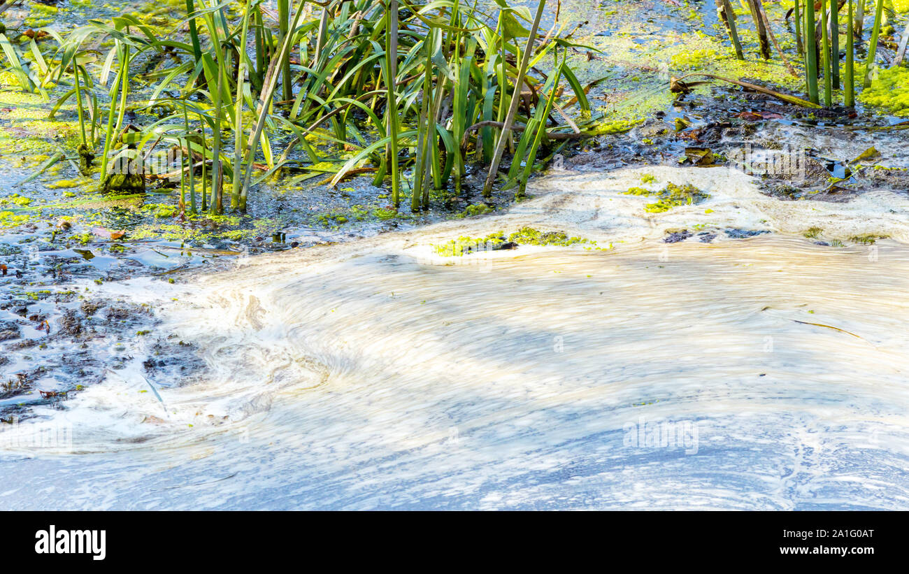 River lake weed scum hi-res stock photography and images - Alamy