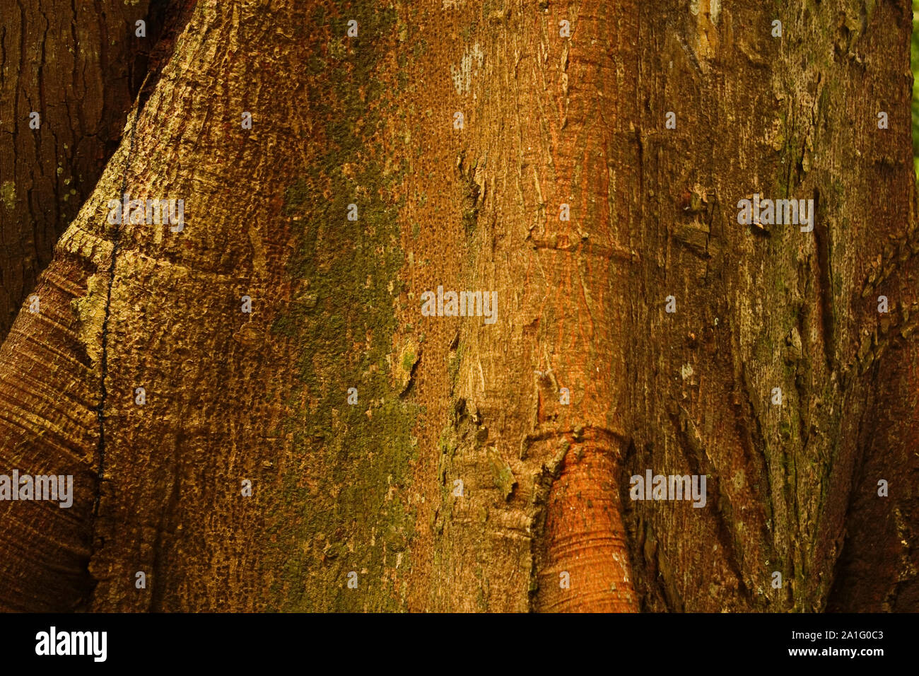 Detail. Trunk of a majestic ceiba, tropical tree, Tayrona National Park ...