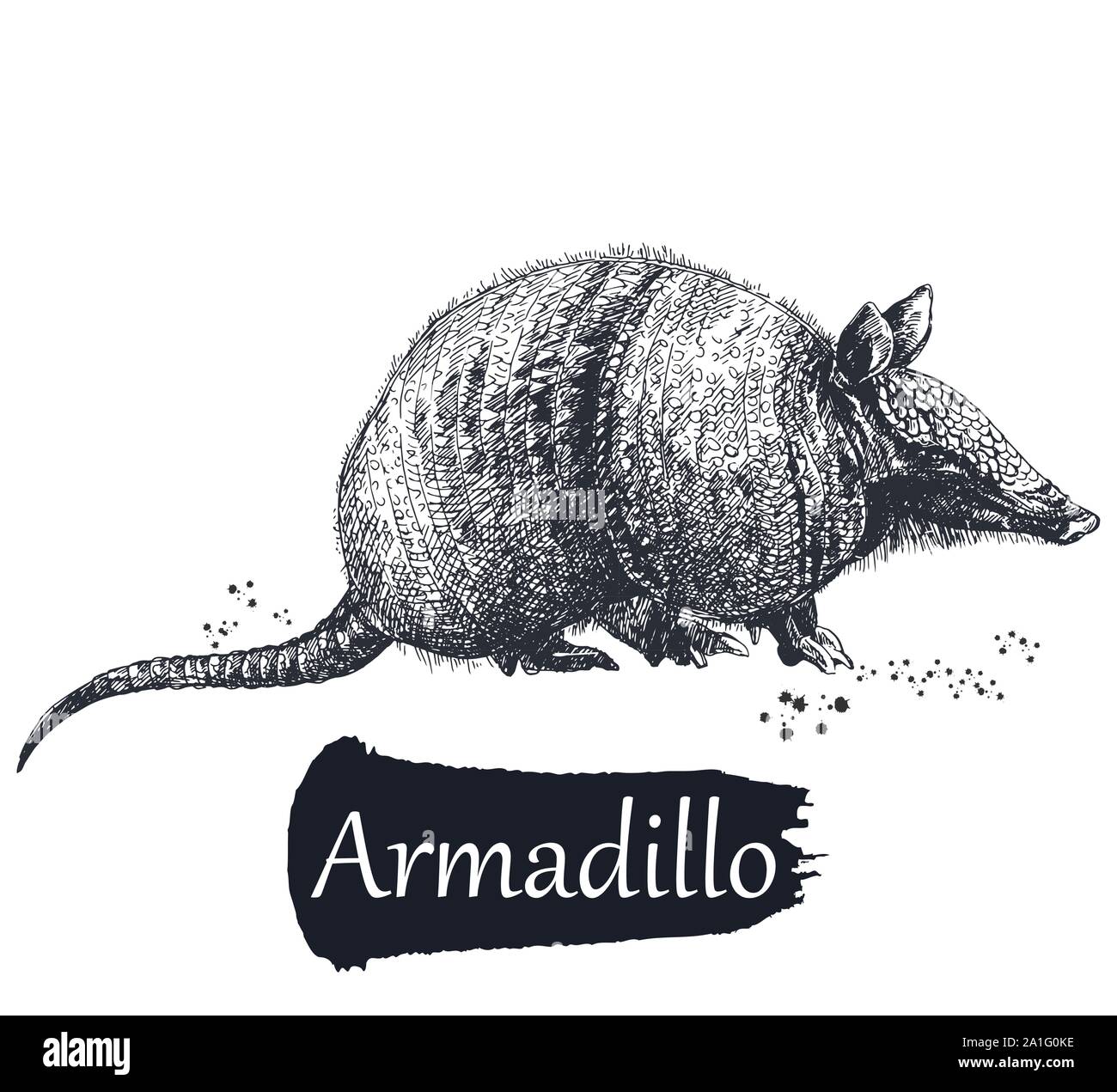 Hand drawn sketch style armadillo isolated on white background. Vector ...