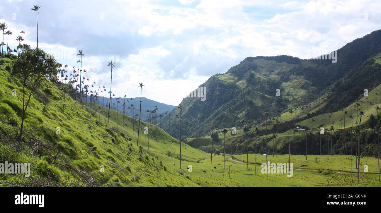 Cocora Valley, one of the most beautiful landscape of Quindio, which is ...