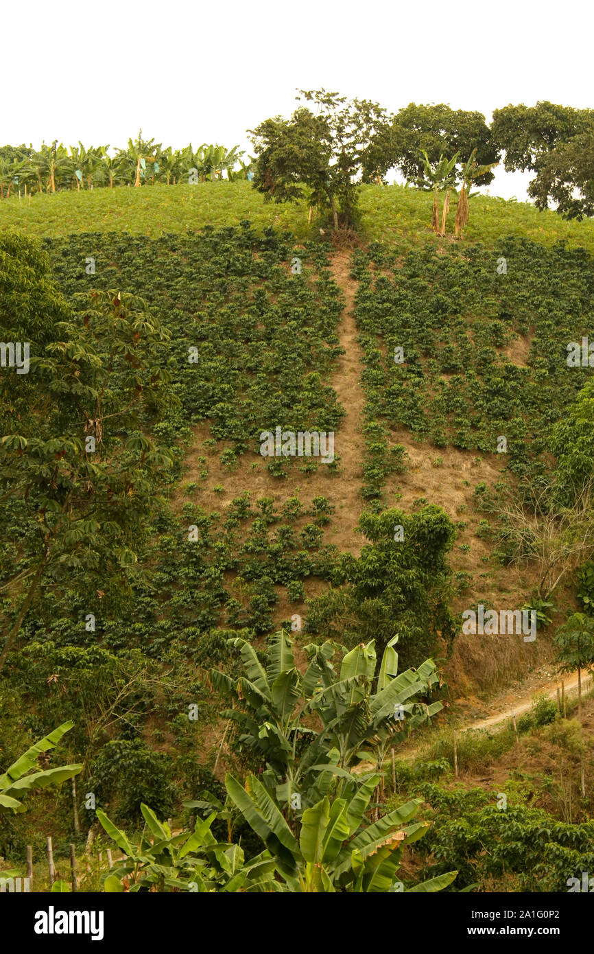 Colombian coffee plantations hi-res stock photography and images - Alamy