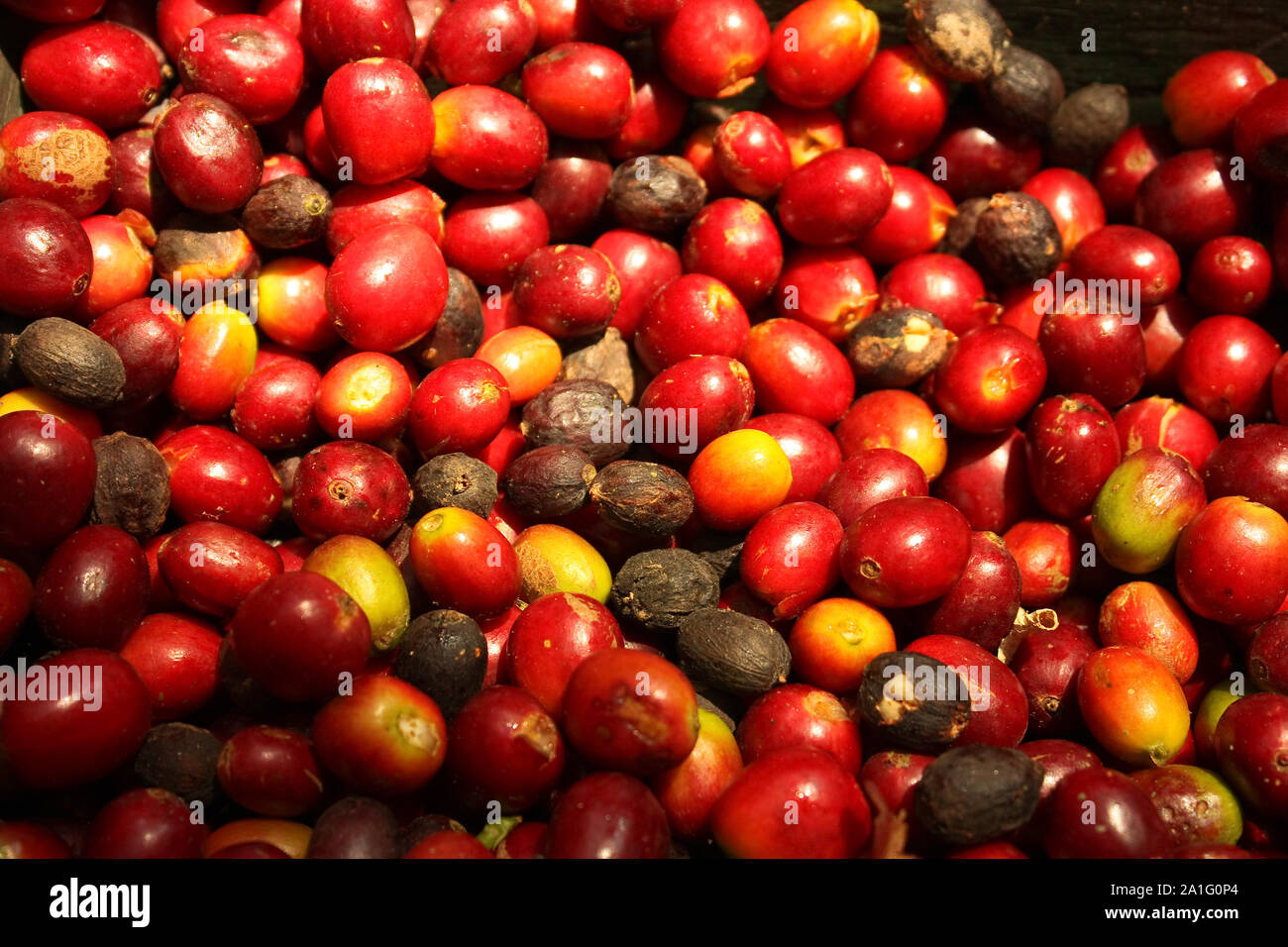 Traditional process peeling coffee hi-res stock photography and images ...
