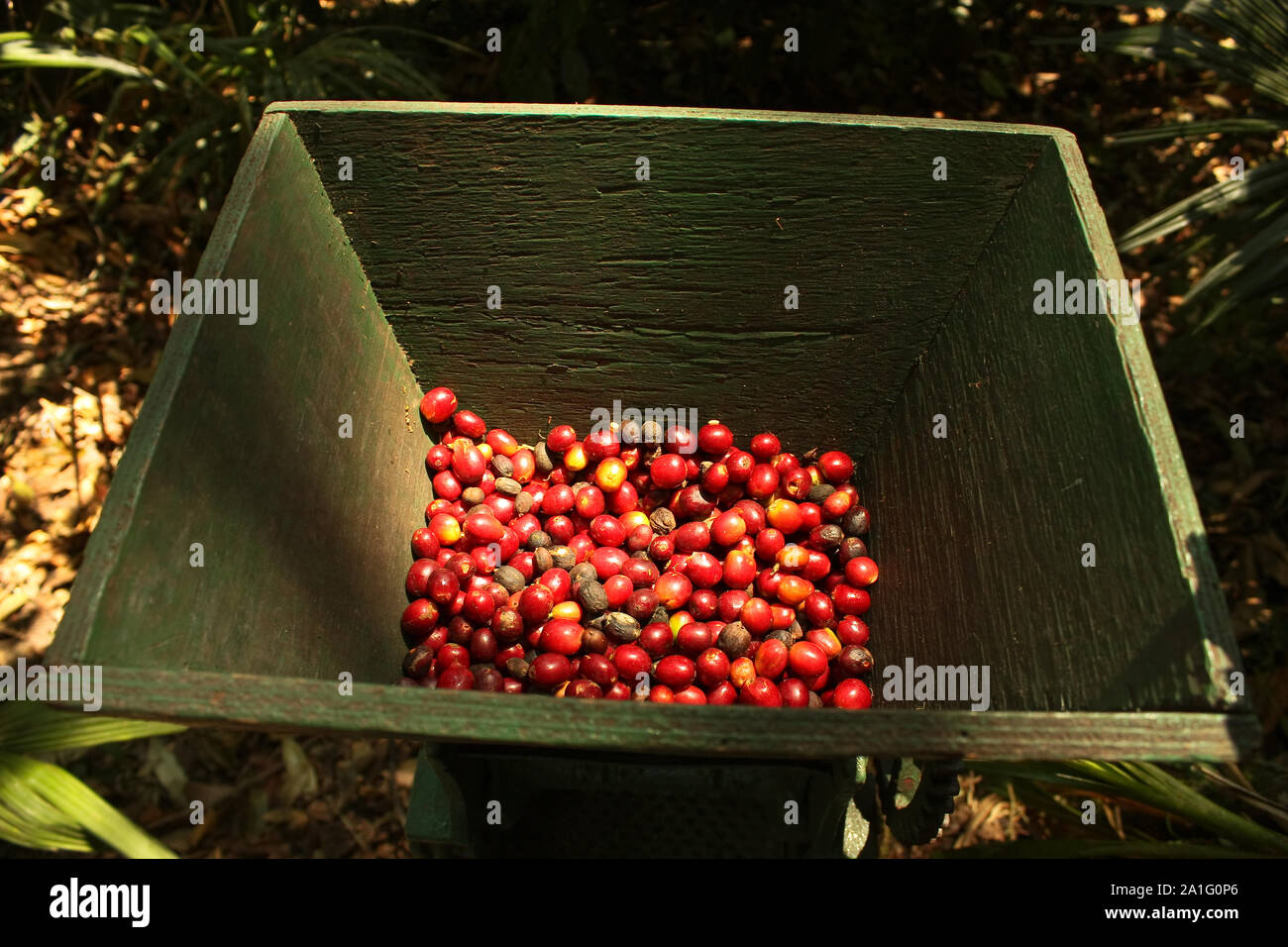 Traditional process peeling the coffee III. Traditional machine to ...