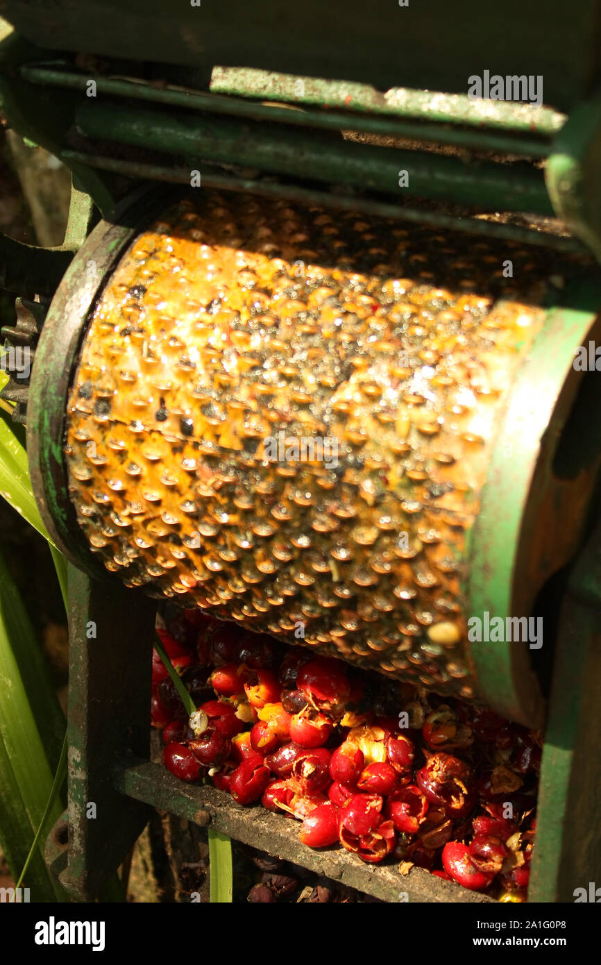 Traditional process peeling the coffee IV. Traditional machine to ...
