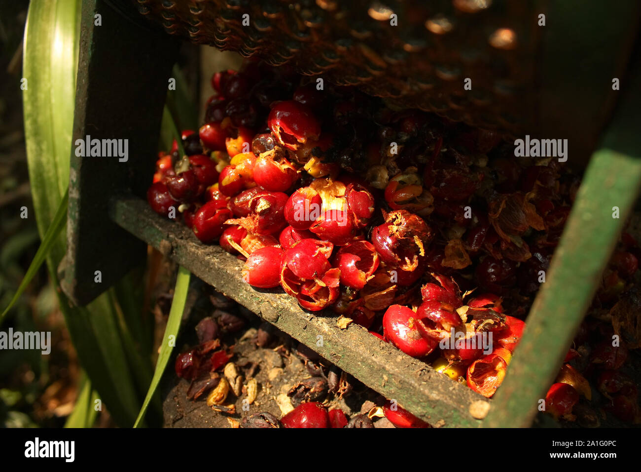 Traditional process peeling the coffee V. Traditional machine to remove ...