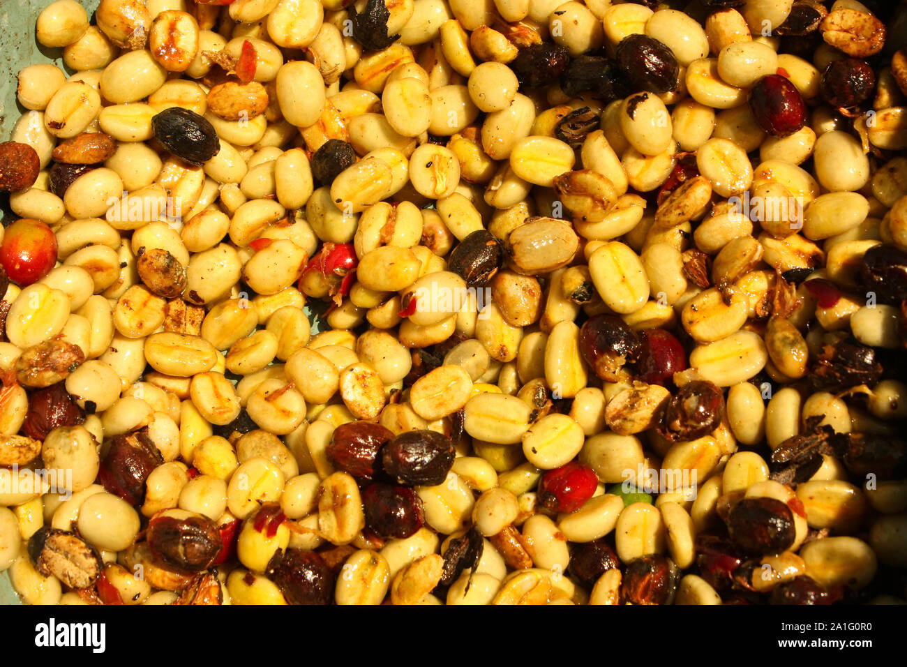 Coffee beans, skinless, raw, roasted before. Colombian Green Coffee ...