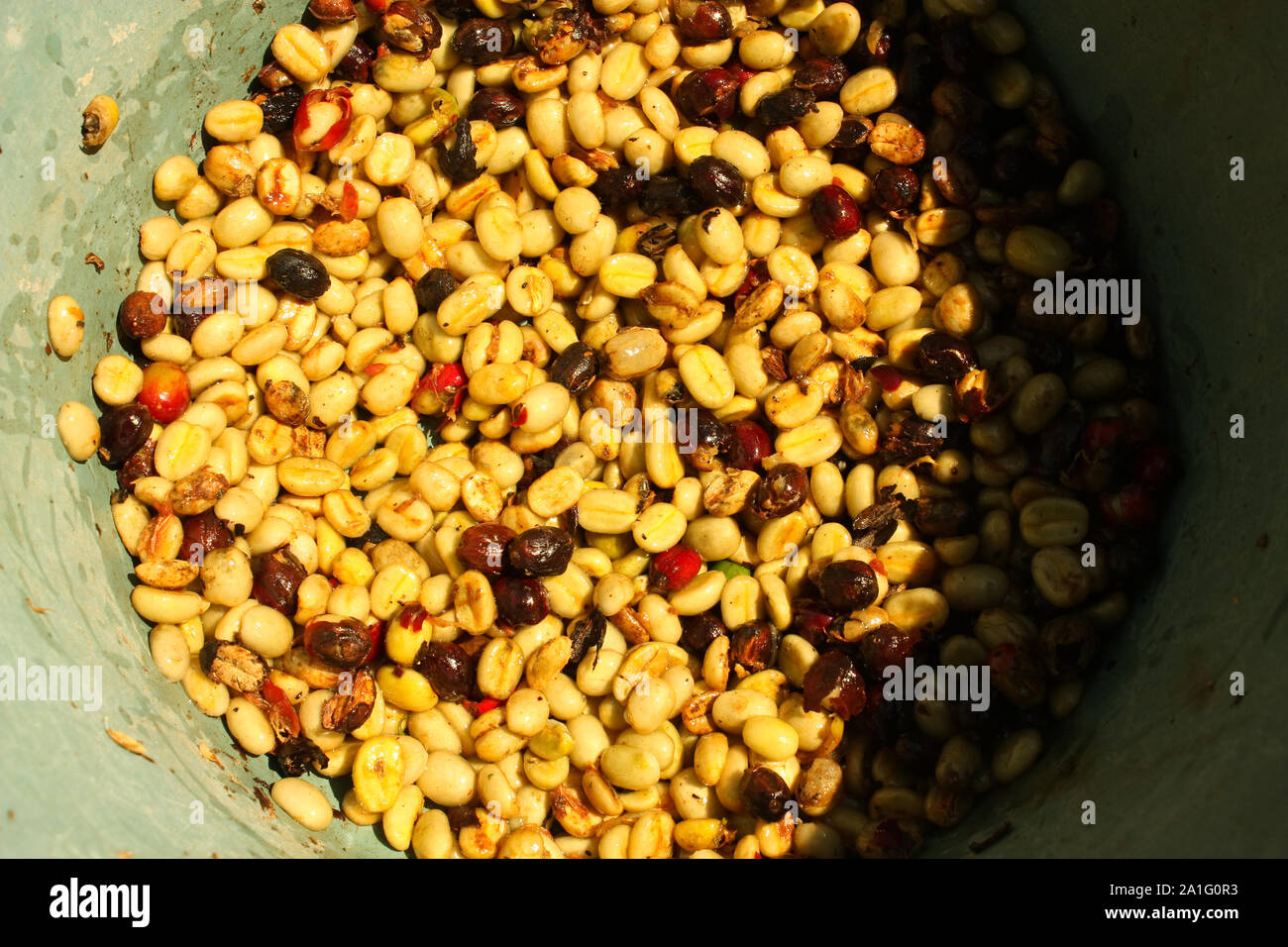 Coffee beans, skinless, raw, roasted before. Colombian Green Coffee ...