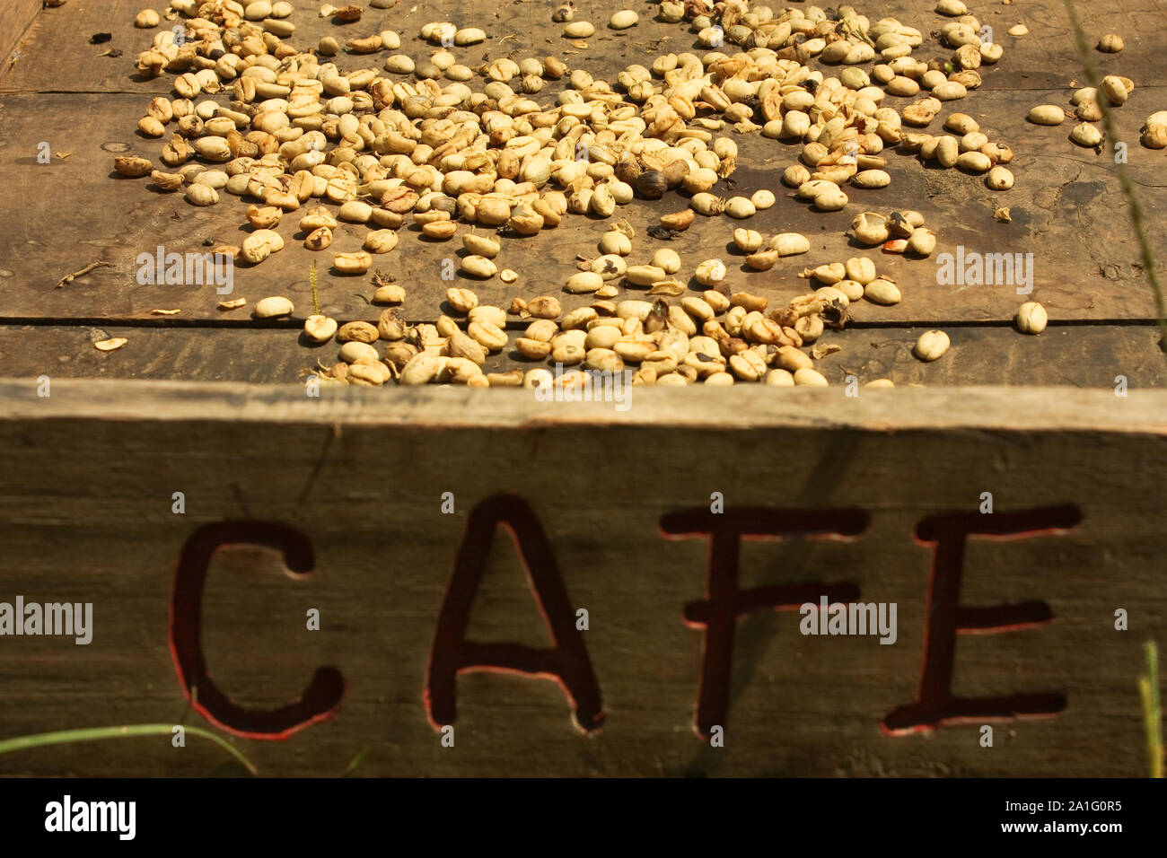 Traditional system of drying the coffee in the sun. Colombian Green ...