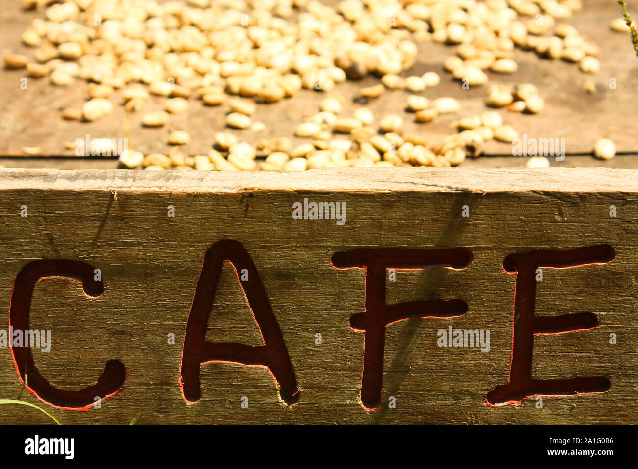 Traditional system of drying the coffee in the sun. Colombian Green ...