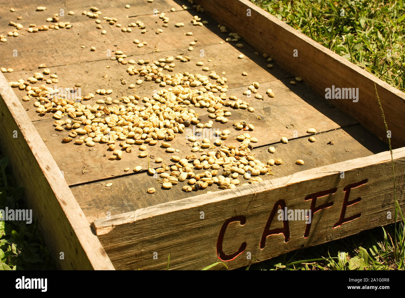 Traditional system of drying the coffee in the sun. Colombian Green ...