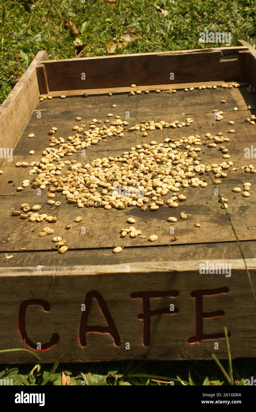 Traditional system of drying the coffee in the sun. Colombian Green ...