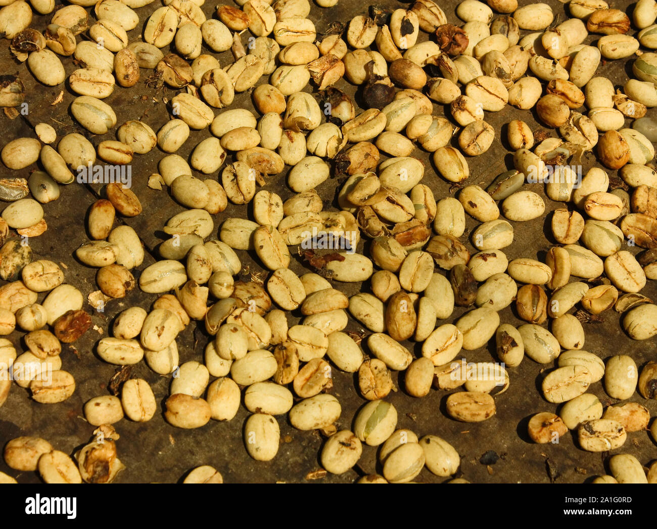 Traditional system of drying the coffee in the sun. Colombian Green ...