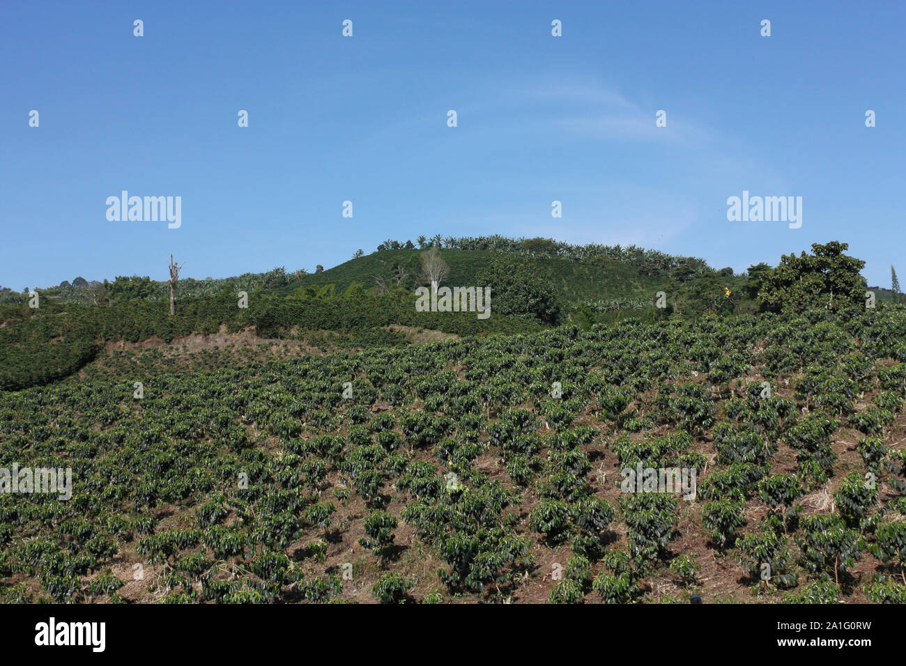 Colombian coffee plantations hi-res stock photography and images - Alamy