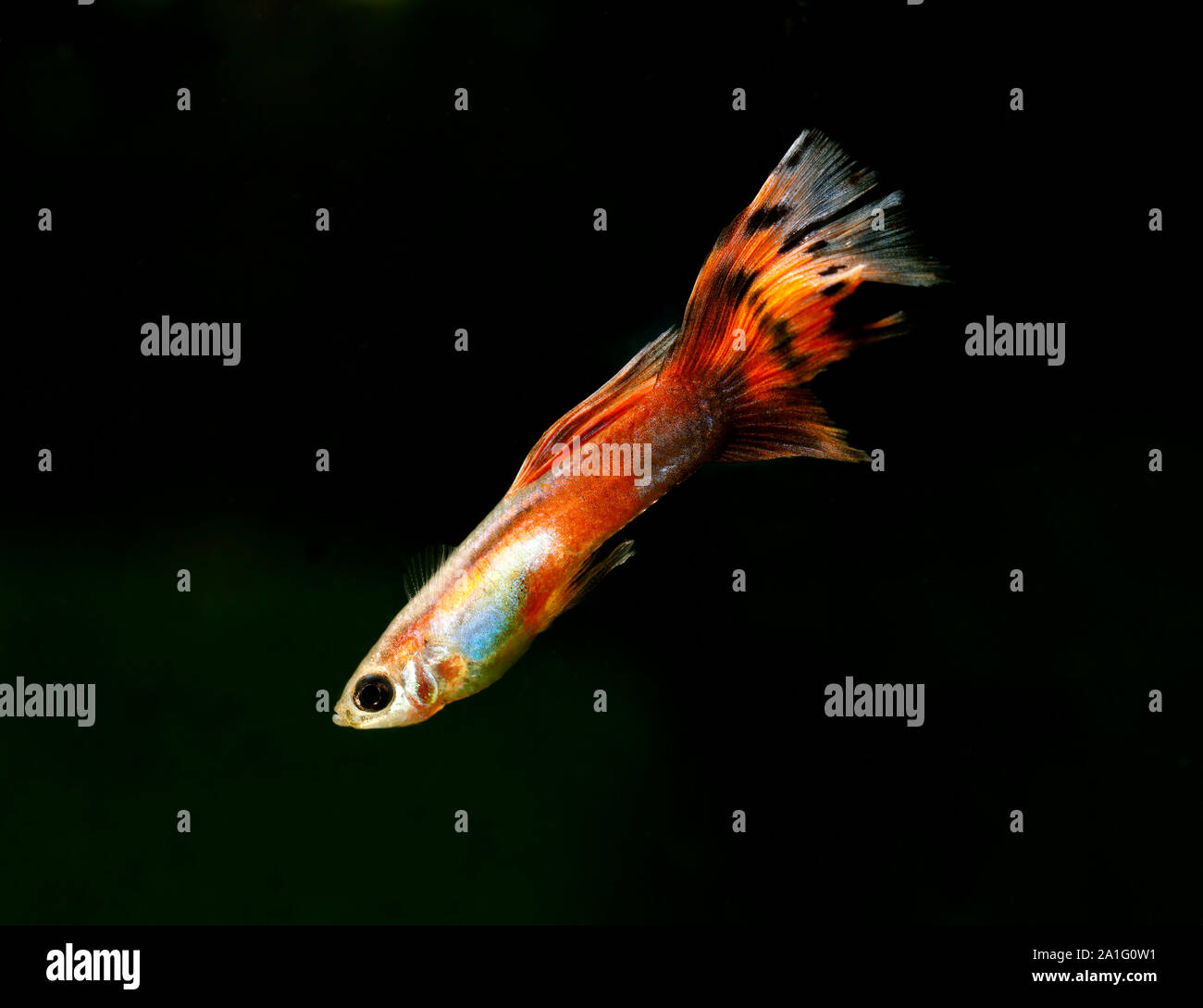 Guppy Fish High Resolution Stock Photography and Images - Alamy