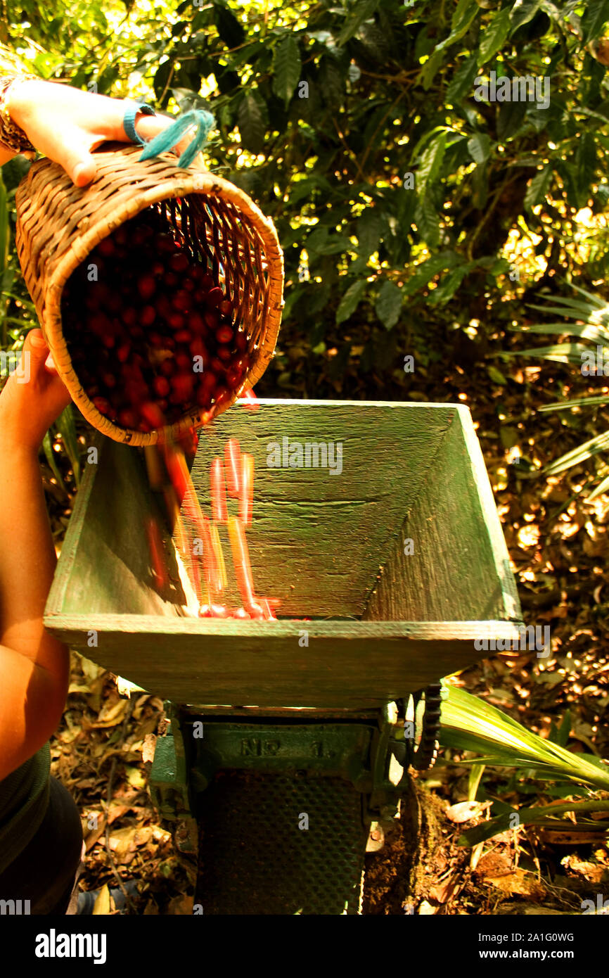 Traditional process peeling the coffee II. Traditional machine to ...