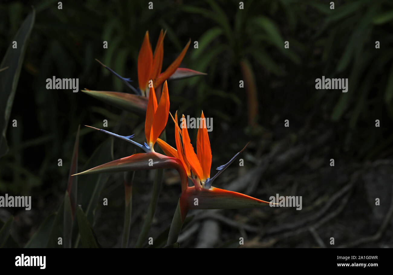 Strelitzia reginae inflorescence hi-res stock photography and images ...