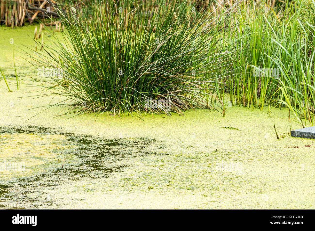 Freshwater Swamp Plants