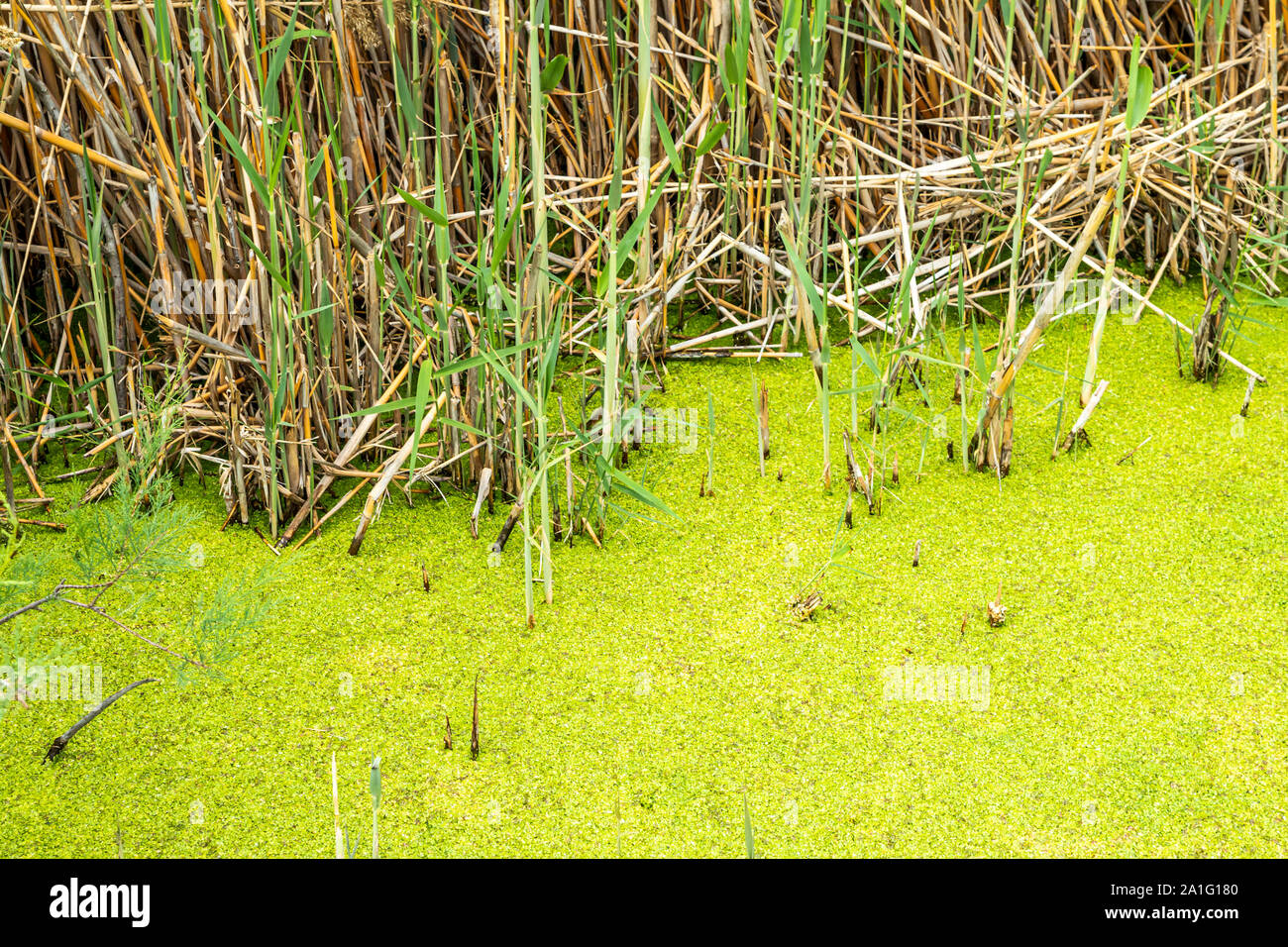 Wild swamp plants, Turkey Stock Photo - Alamy