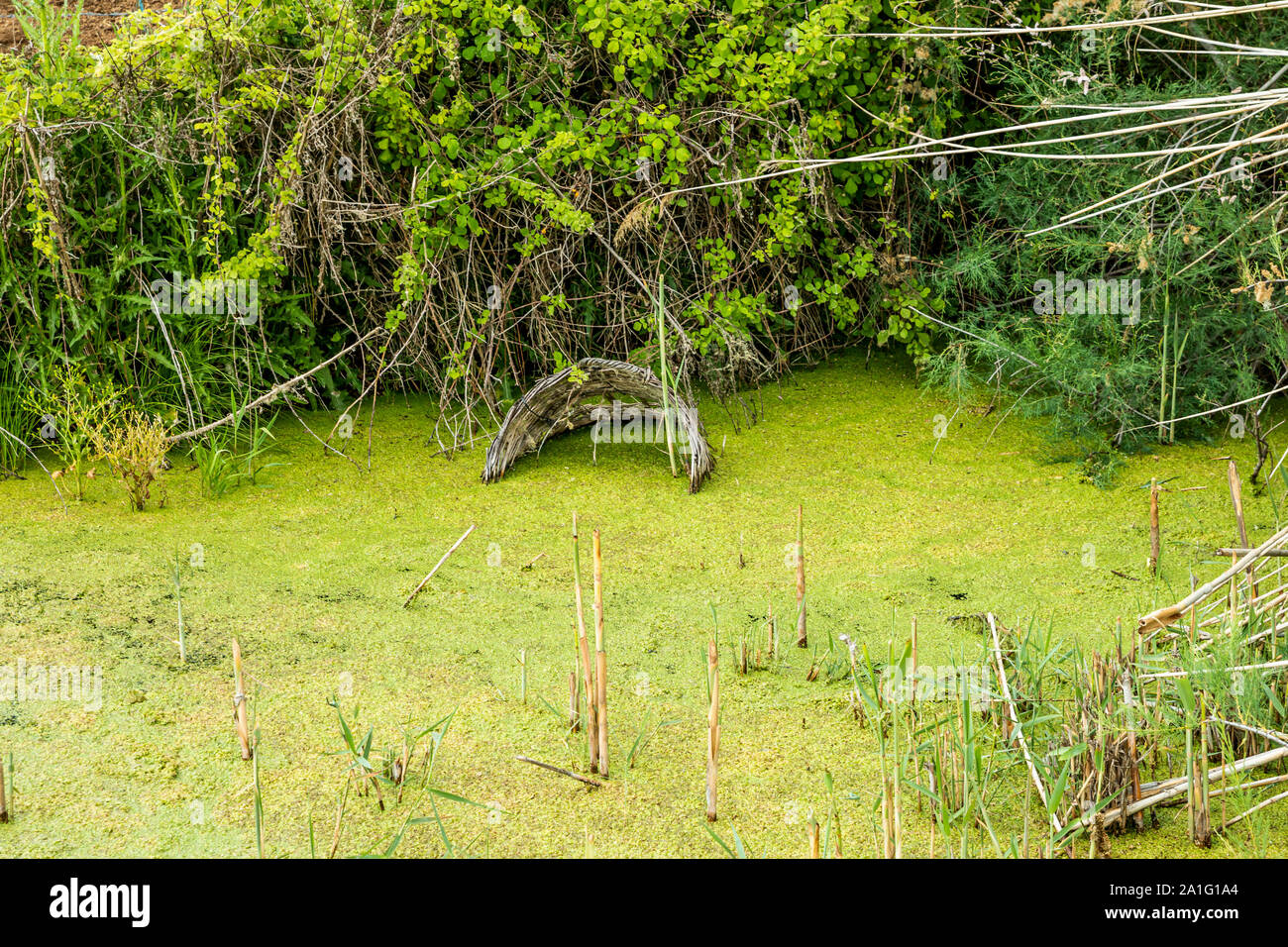 Wild swamp plants, Turkey Stock Photo - Alamy