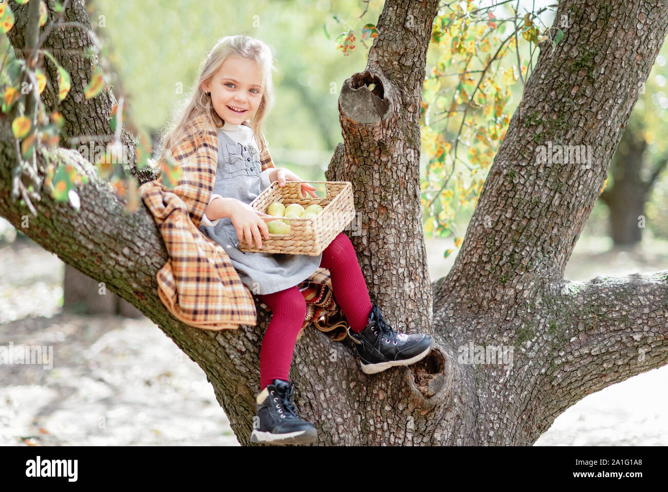 Child picking pears on farm in autumn. Little girl playing in pears ...