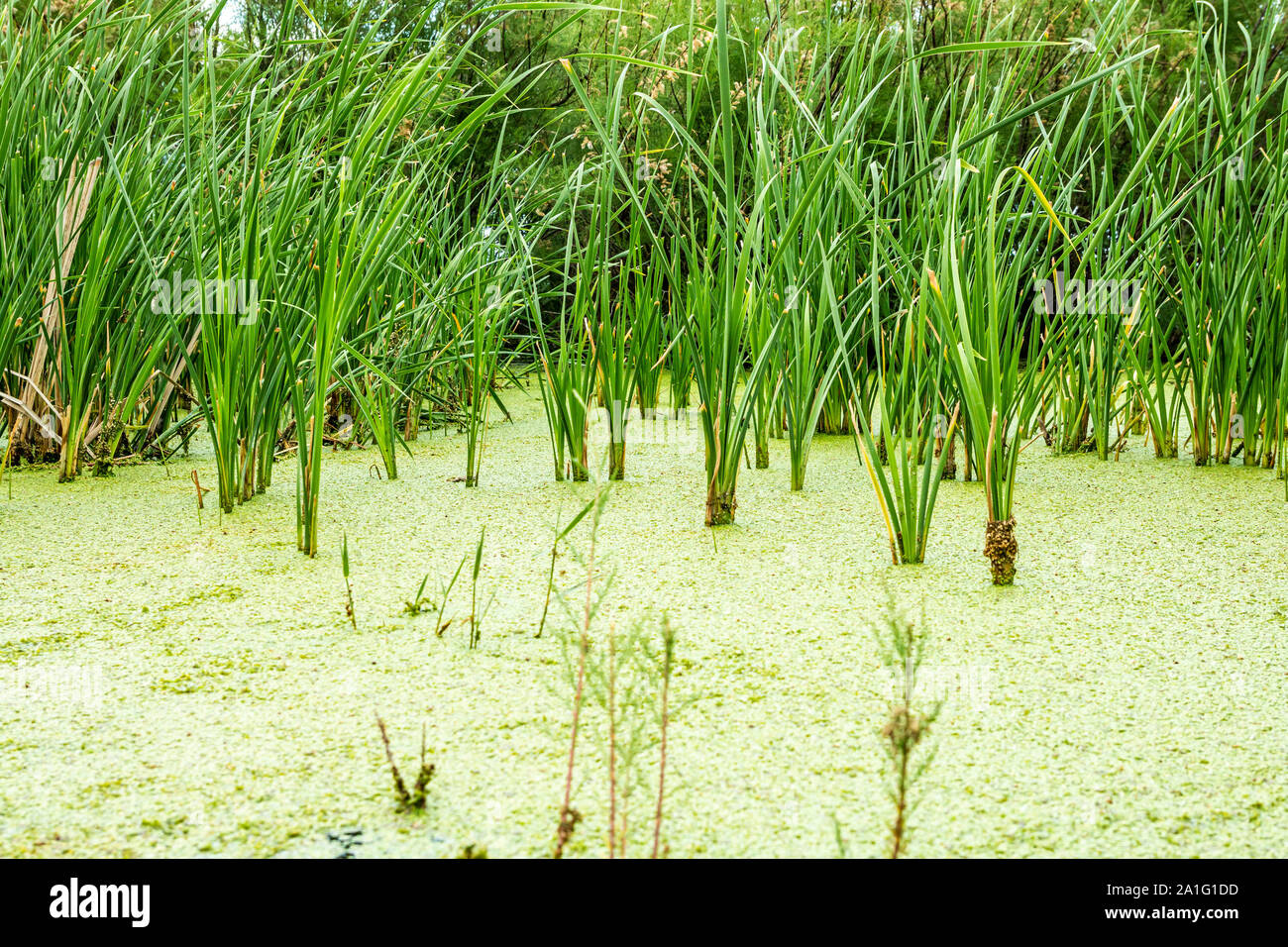 Wild swamp plants, Turkey Stock Photo - Alamy