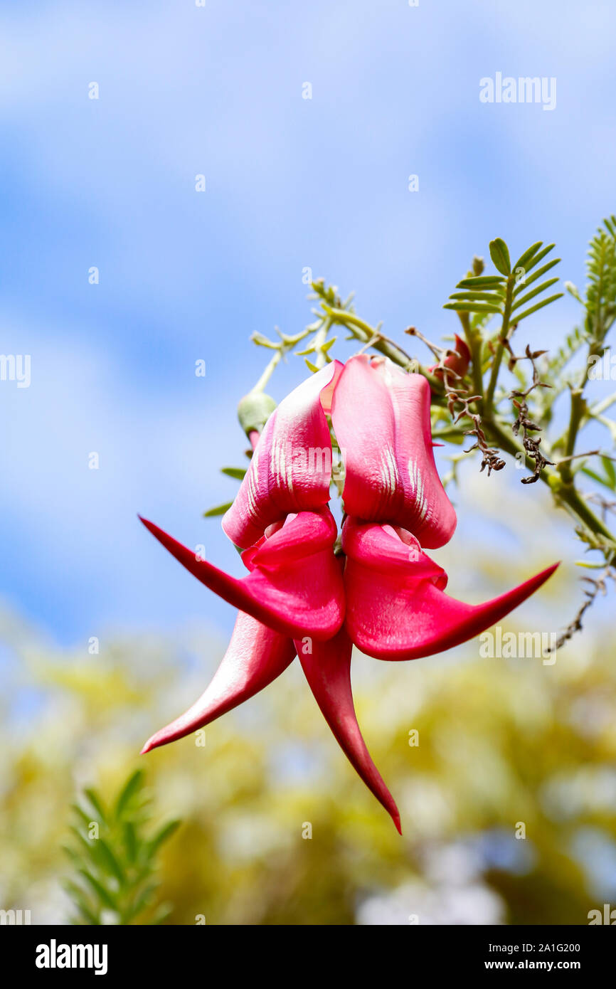 Close up of red pink flowers of Clianthus puniceus (Lobster claw or ...