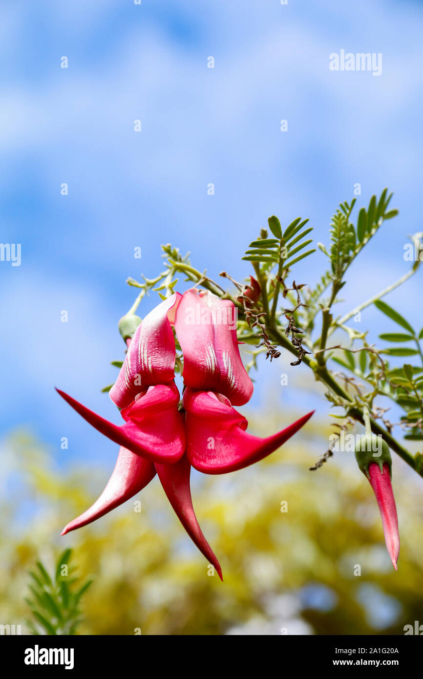 Close up of red pink flowers of Clianthus puniceus (Lobster claw or ...