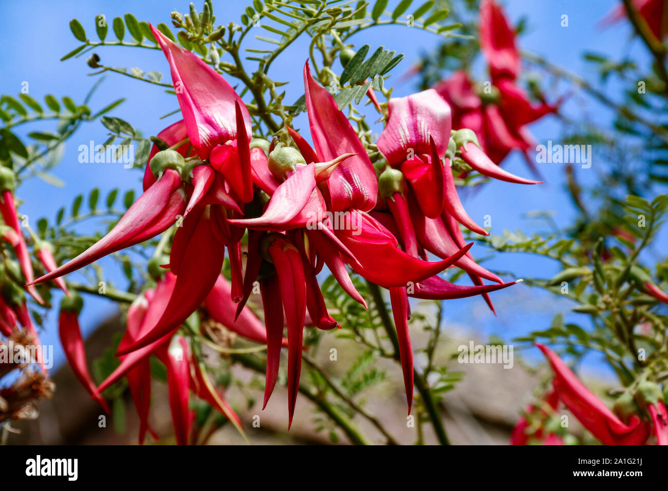 Close up of red pink flowers of Clianthus puniceus (Lobster claw or ...