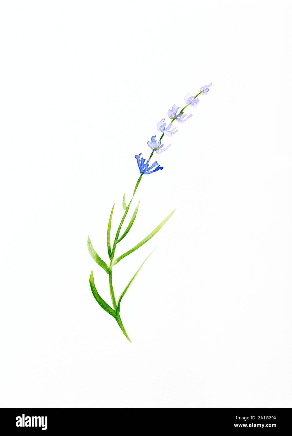 Hand drawn lavender hi-res stock photography and images - Alamy