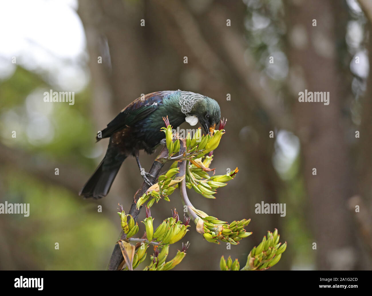Drinking bird new zealand hi-res stock photography and images - Alamy