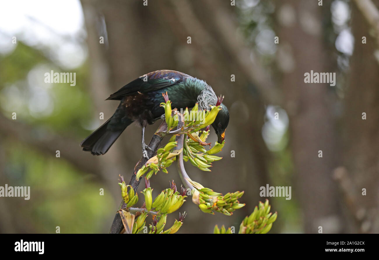 New Zealand flax with Tui bird Stock Photo - Alamy