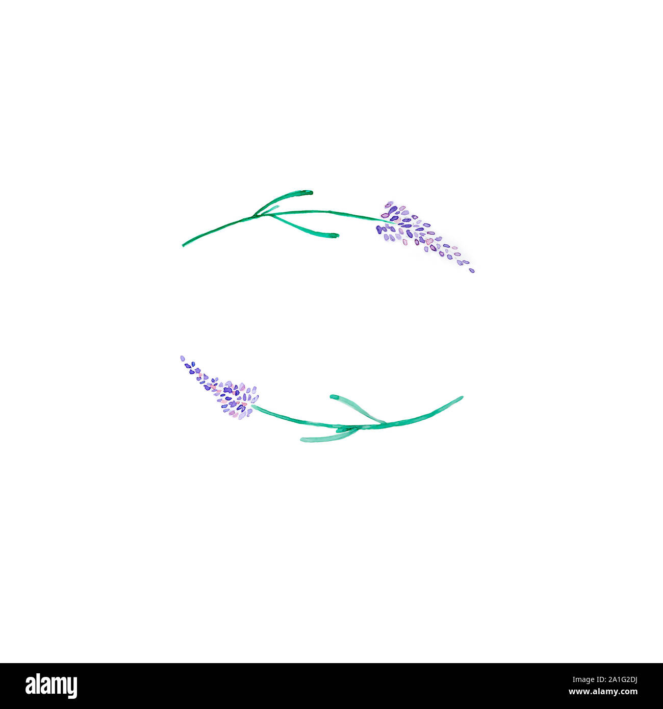 Watercolor Lavender (hand painted Stock Photo - Alamy