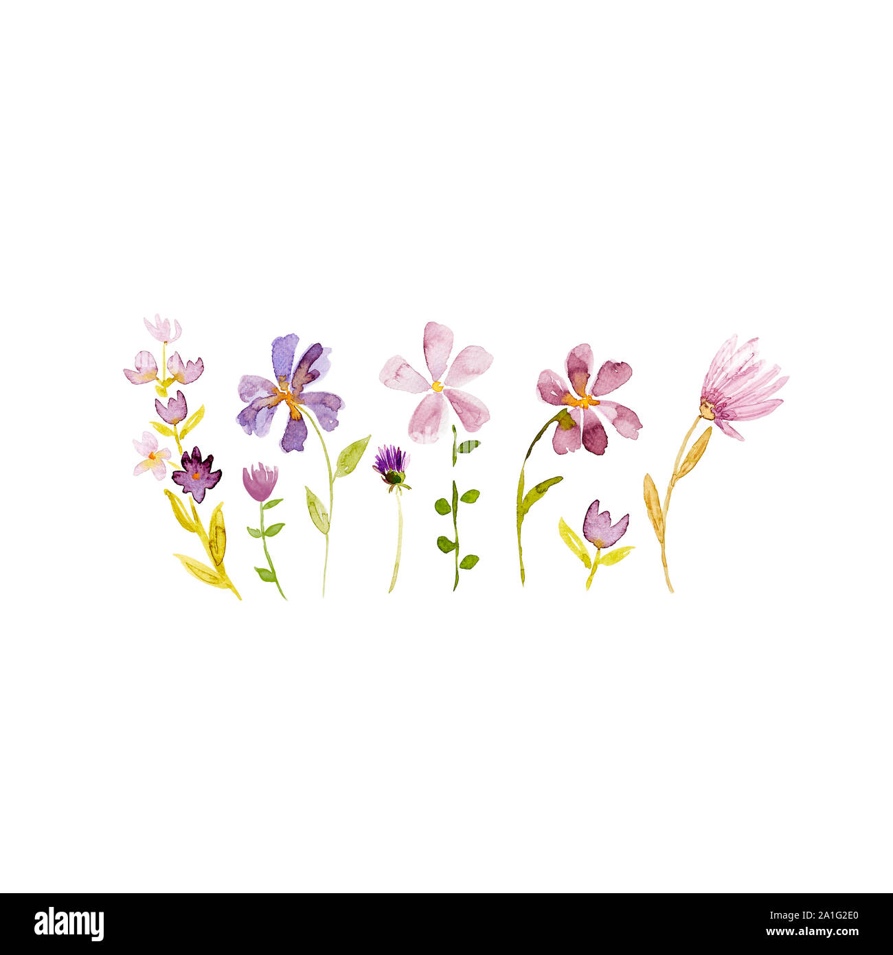 Watercolor meadow flowers (hand painted Stock Photo - Alamy